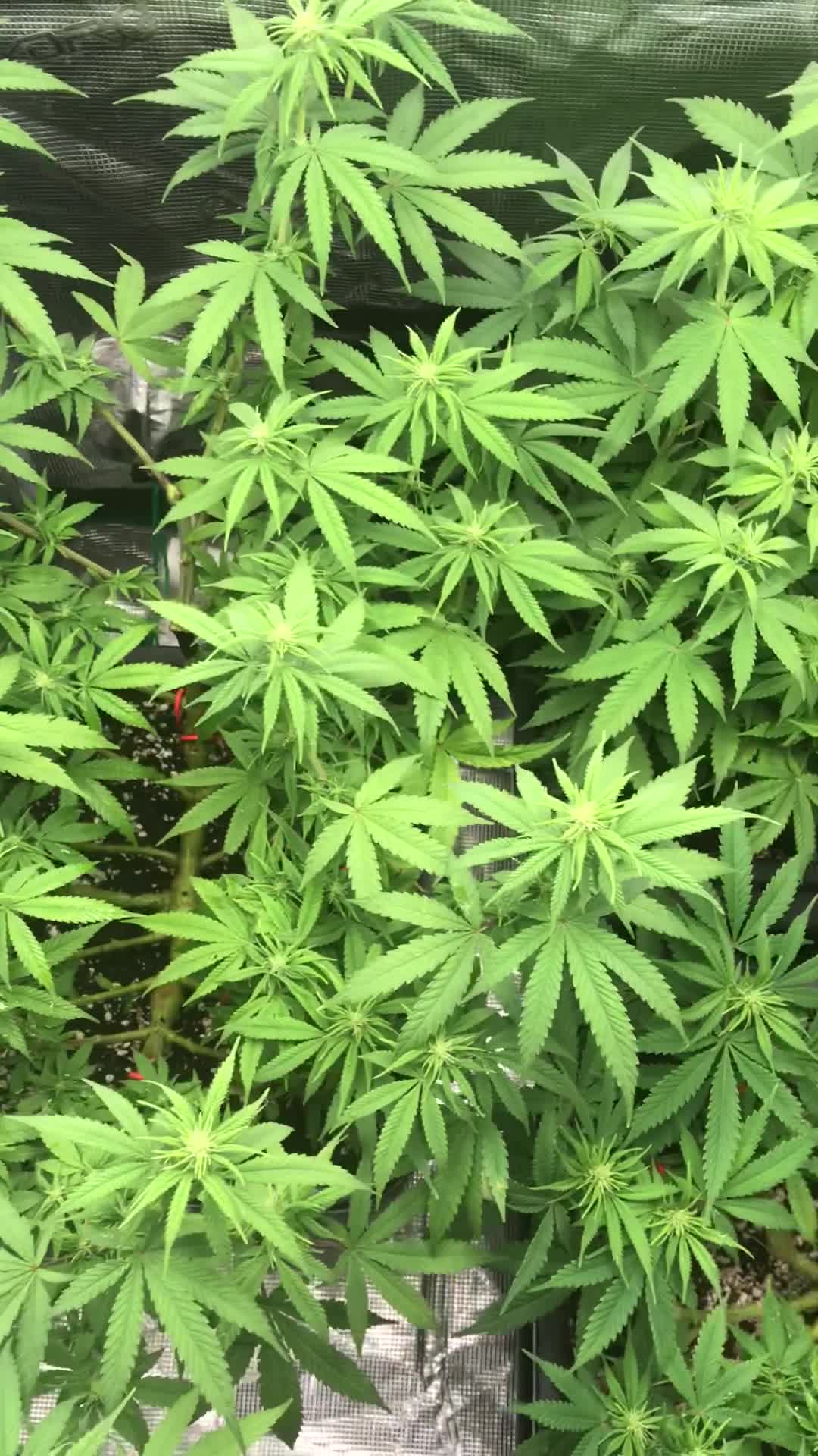 Watch IMG_0817 | Streamable