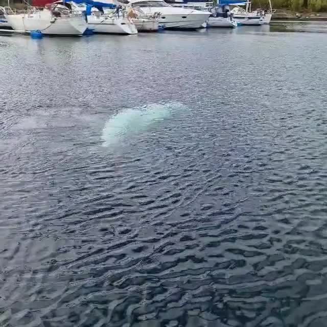 beluga