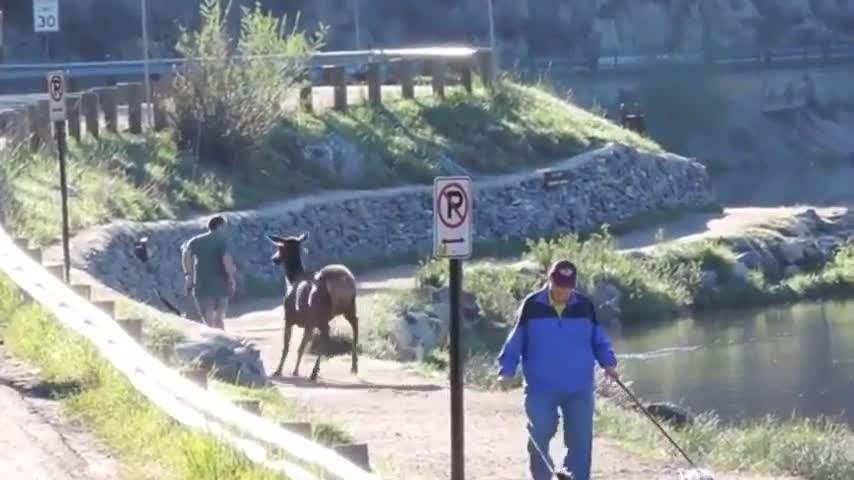 Watch rapidsave.com_ruining_the_morning_walk-oc5ioghx2mra1 | Streamable