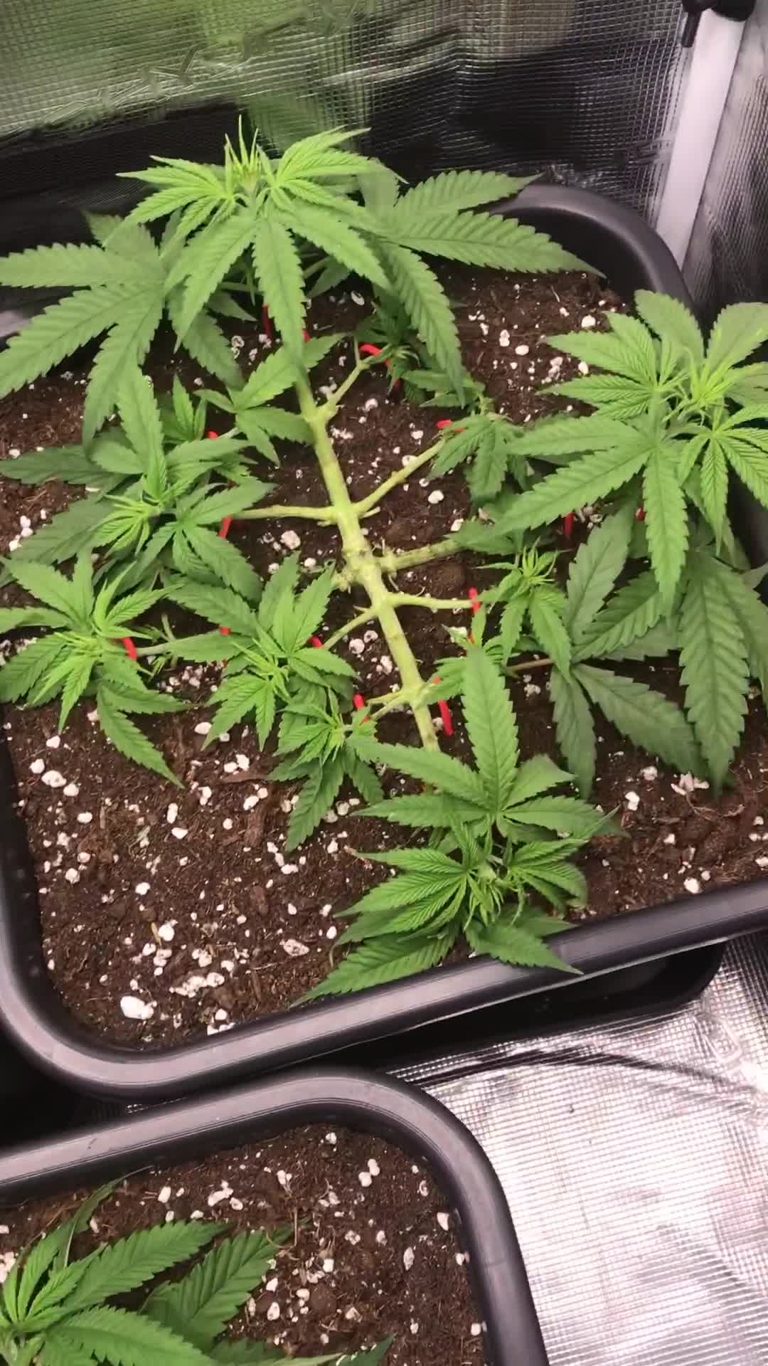 Watch IMG_0758 | Streamable