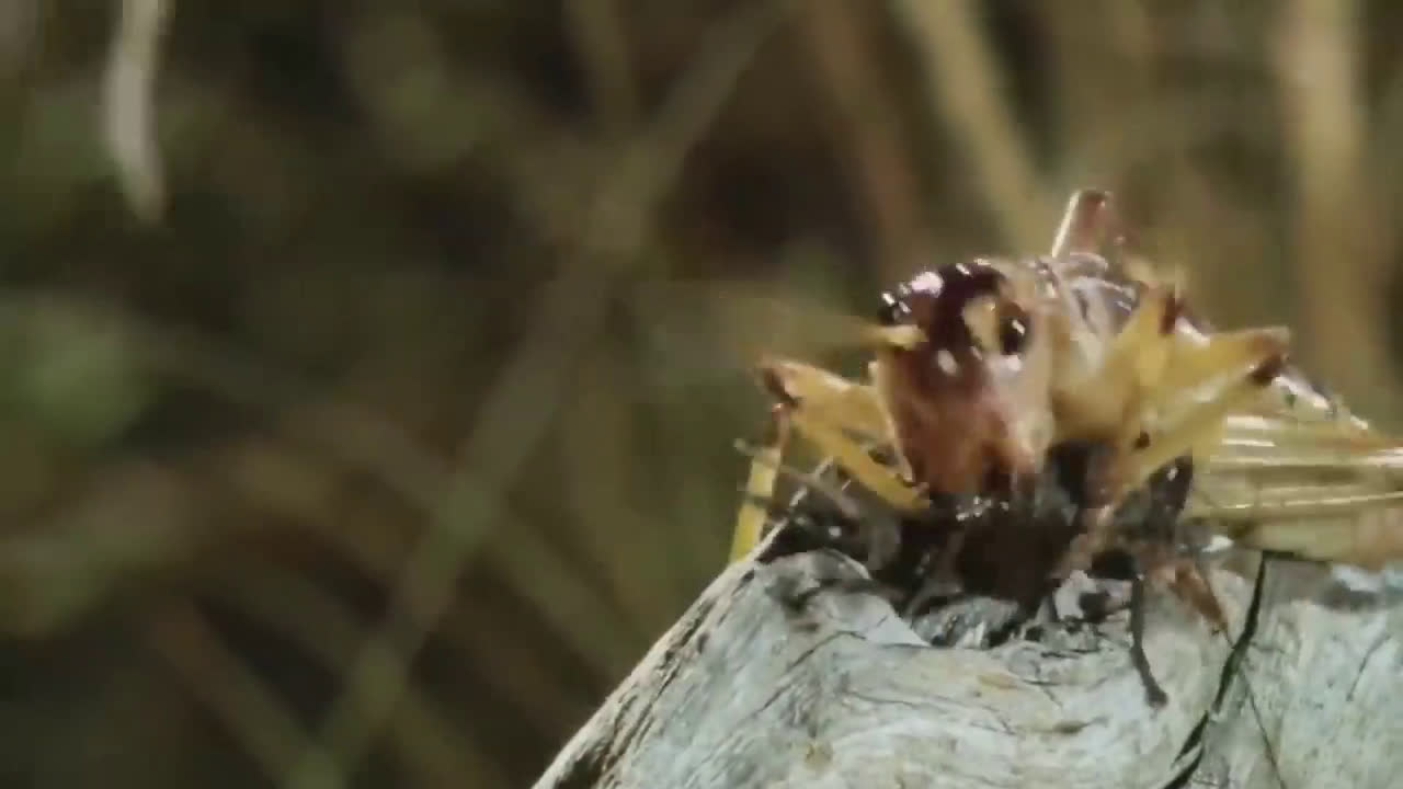 besouro tigre vs grilo gigante