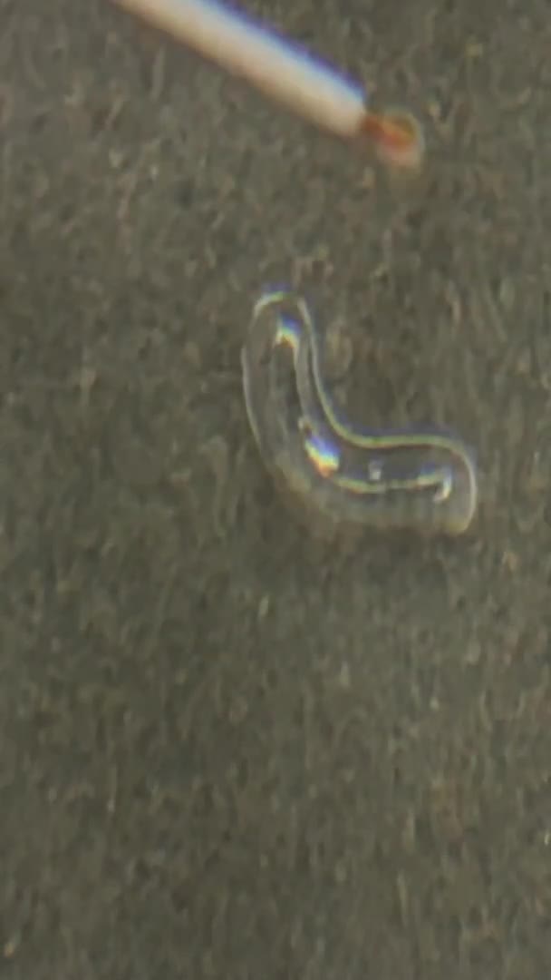 Watch FORM FIT® Hydrogel Canalicular Plug (Appearance & Behavior ...