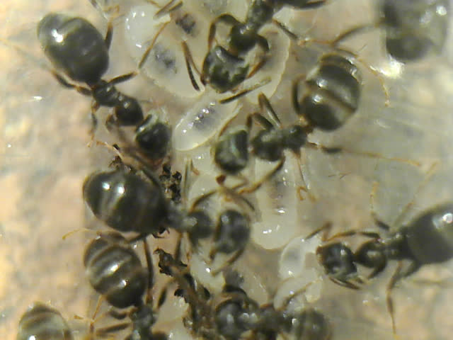 Larvae and workers of Lasius niger 2