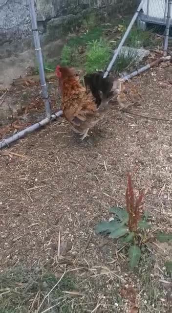 Streamable Video