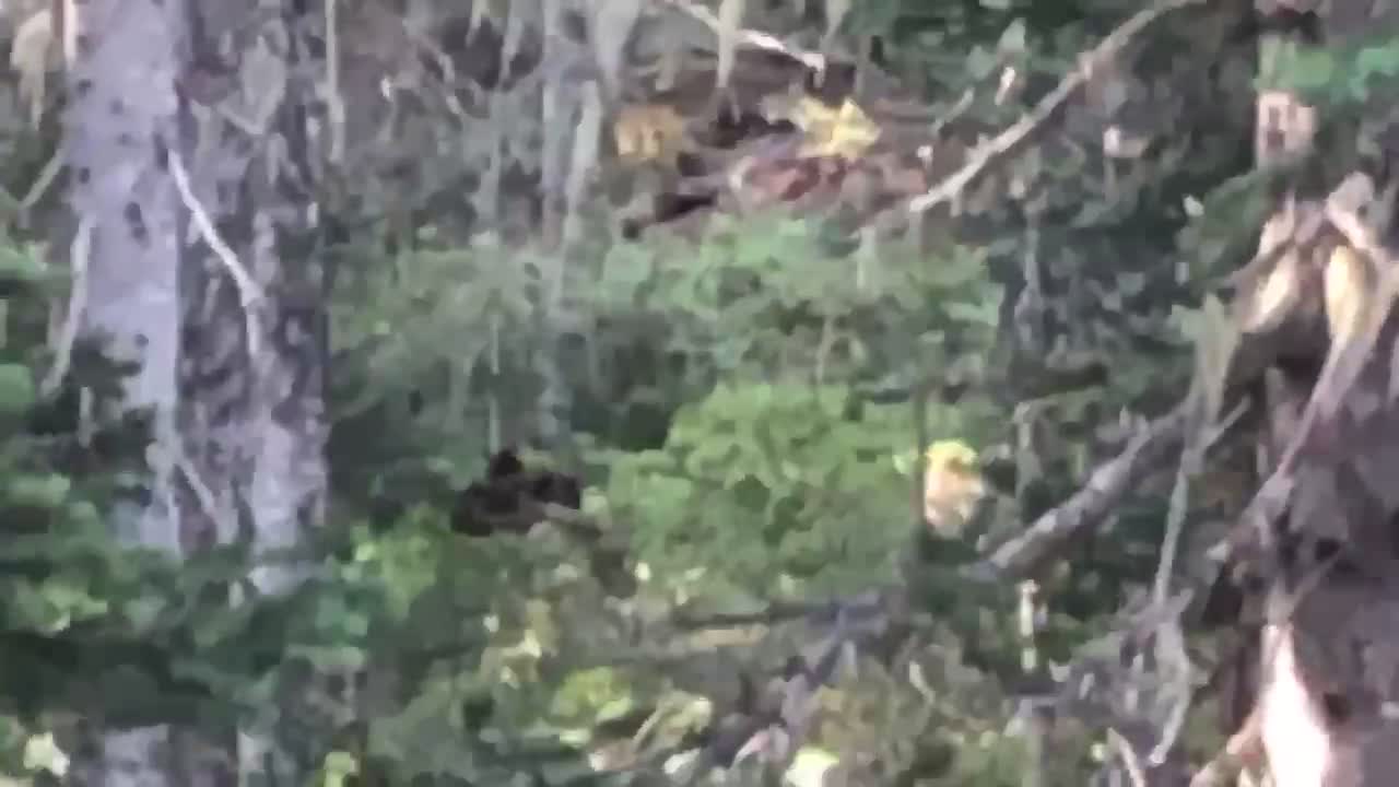 [original video] Sasquatch Encounter, Lake Diablo North Cascades ...