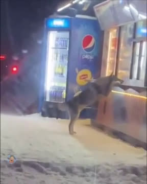 Inteligentny bezdomny pies prosi sprzedawcę o poczęstunek