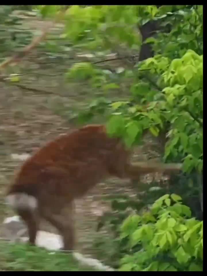 Watch 1748157199_971_12 | Streamable