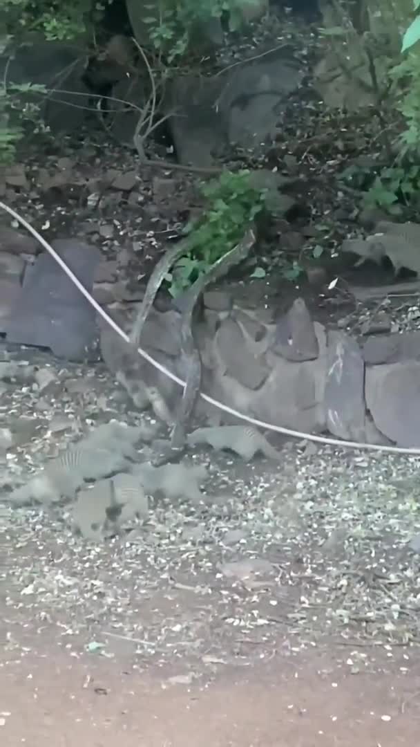 HECTIC ATTACK ON A PYTHON BY MONGOOSE