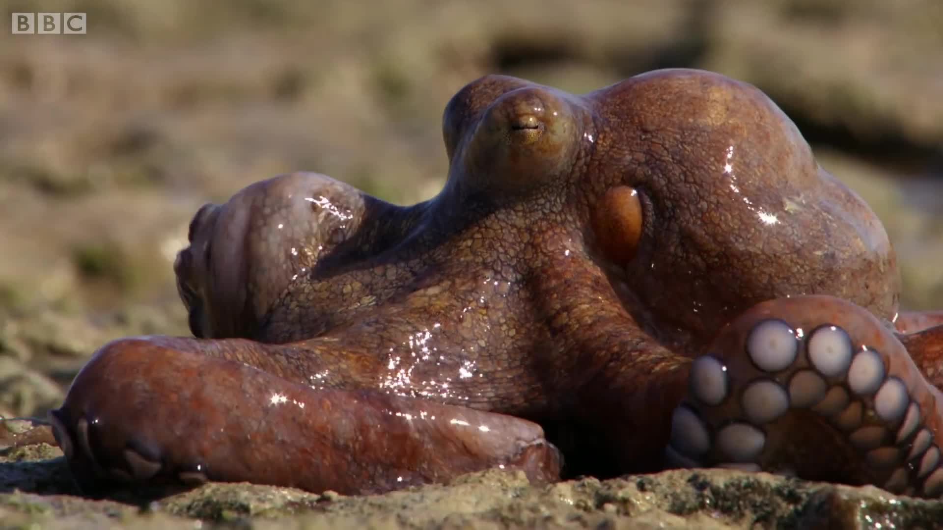 The Abdopus Octopus is the Only Known Octopus to Leave the Water and ...