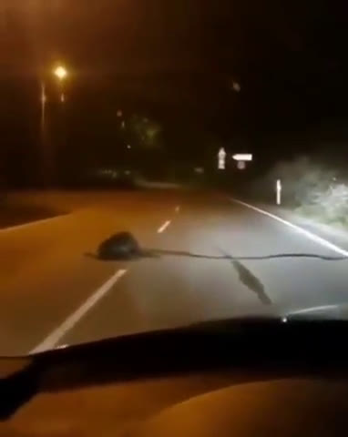 Guy helps beaver carry branch across road