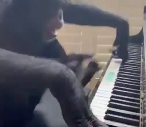 chimp playing piano