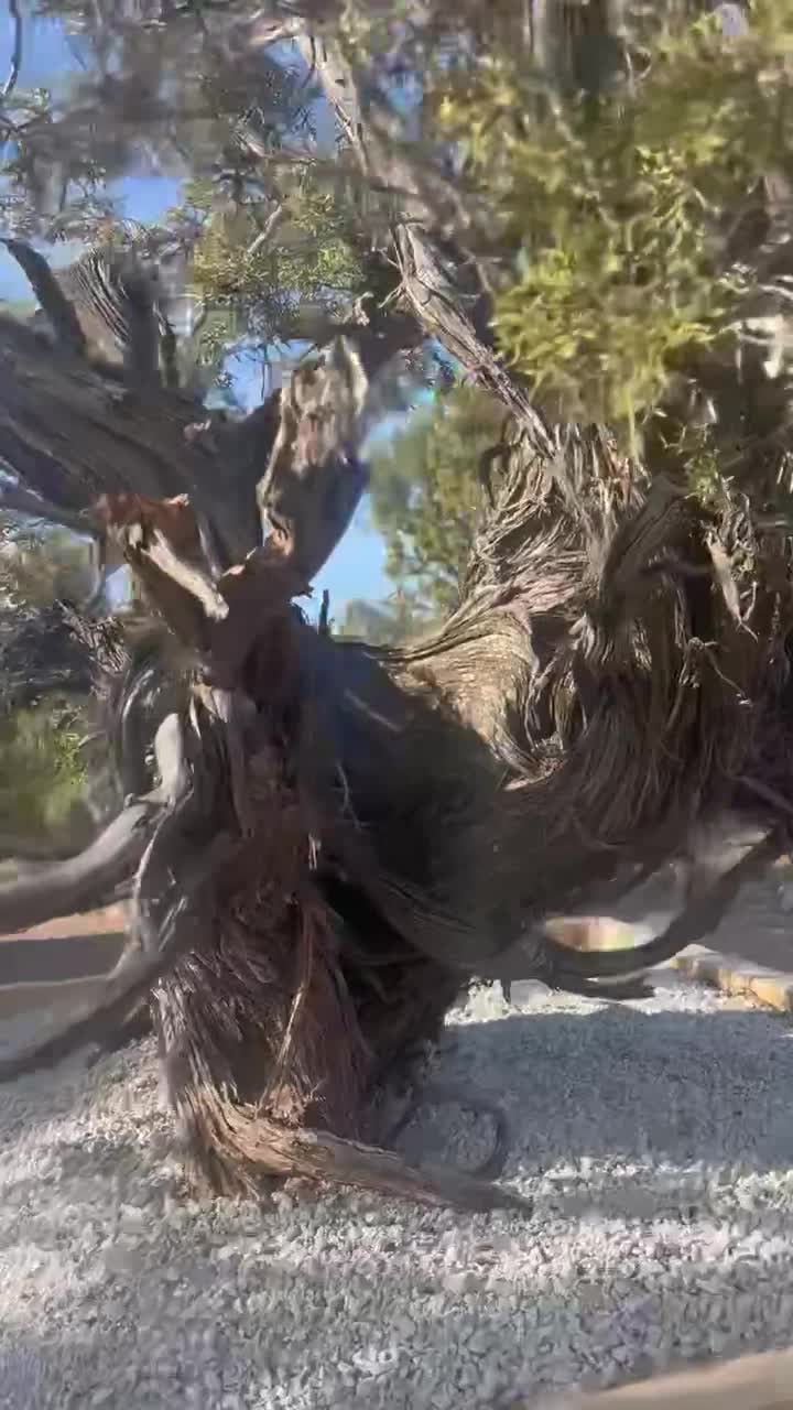 Watch Medium One Seed Juniper | Streamable