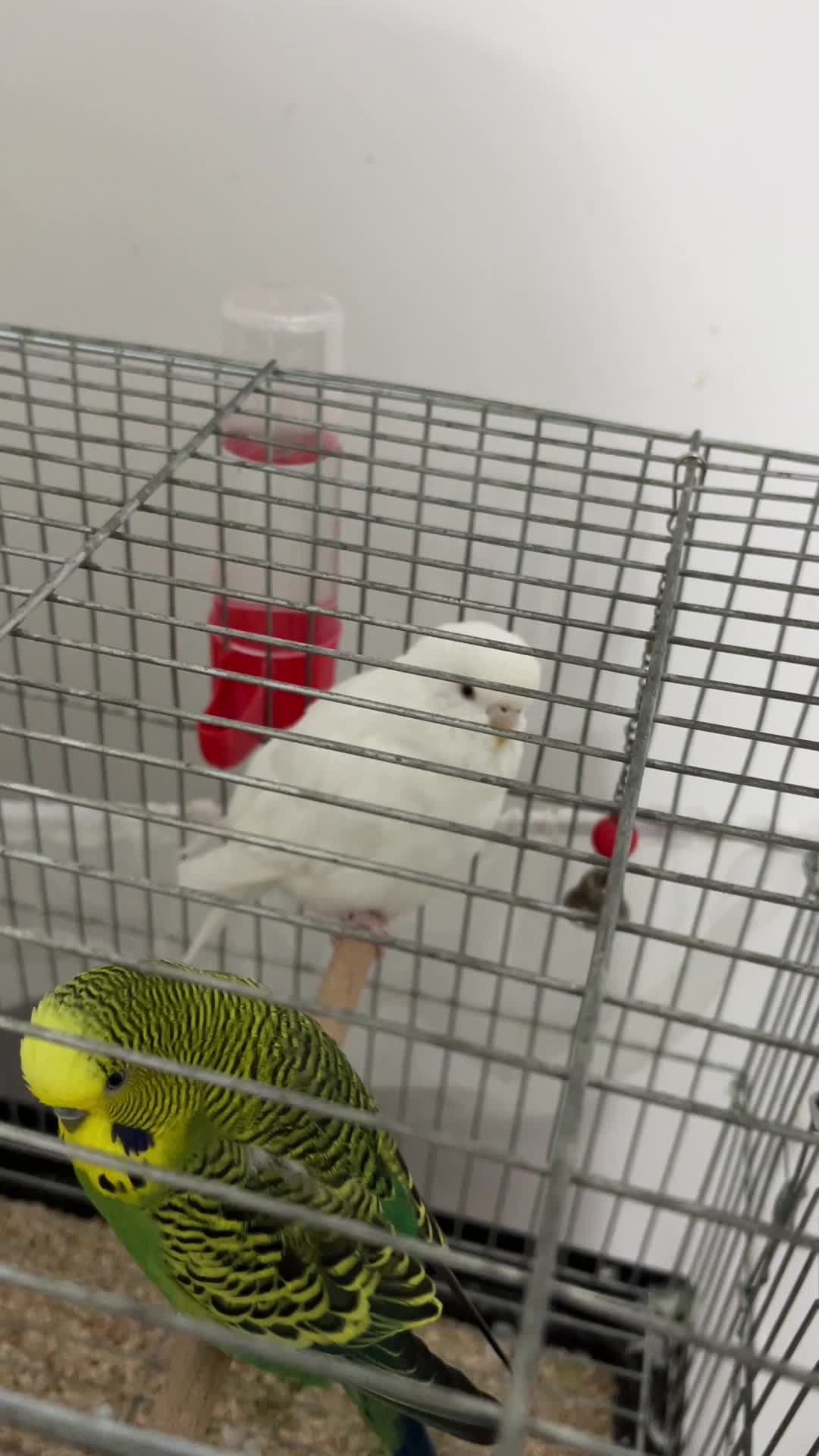 Watch IMG_0947 | Streamable