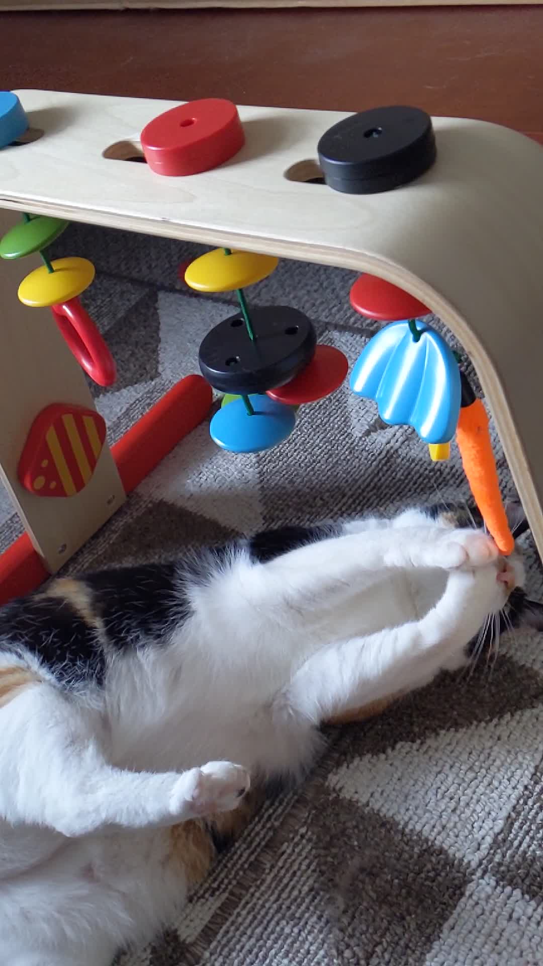 Watch PXL_20220813_163829054 | Streamable