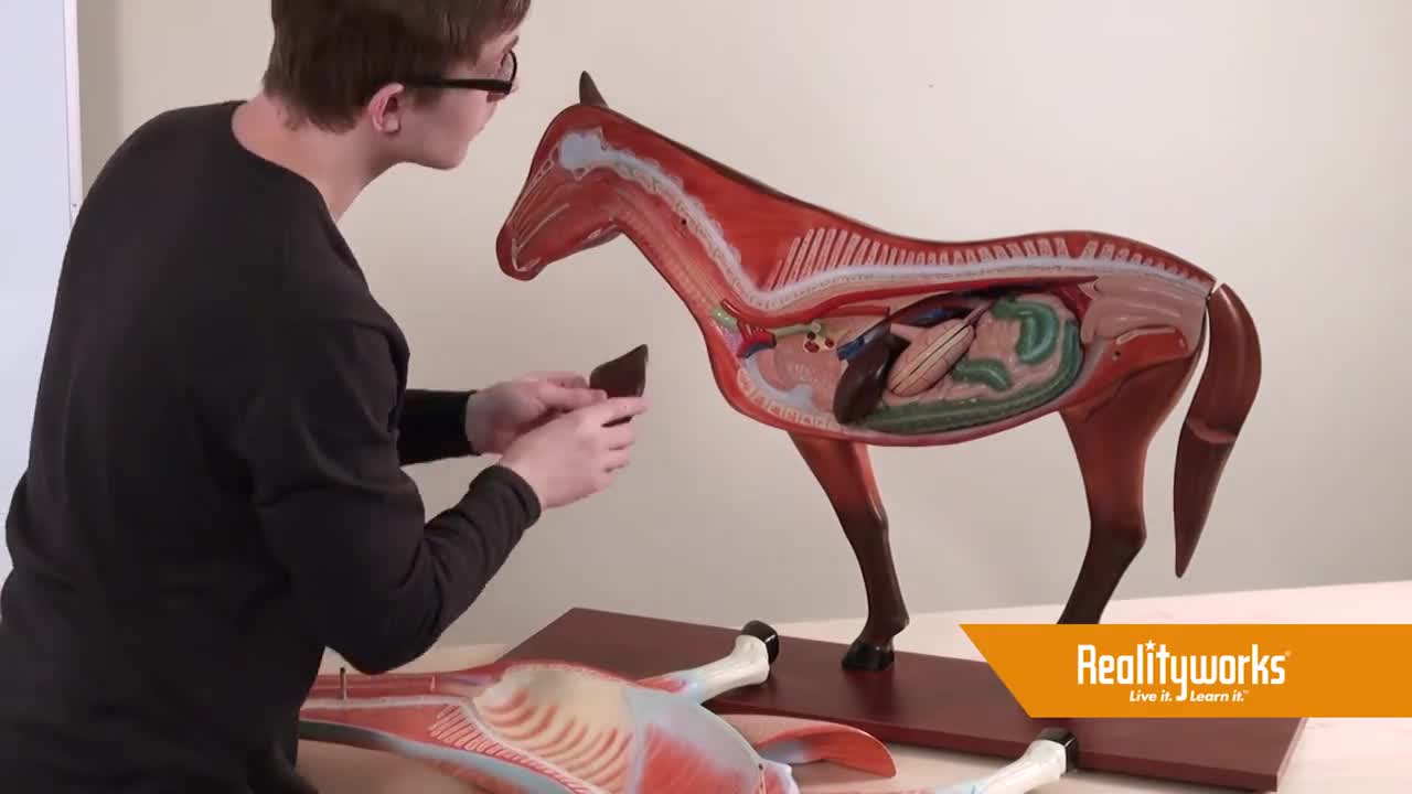 Watch Animal Science - Horse Model | Streamable