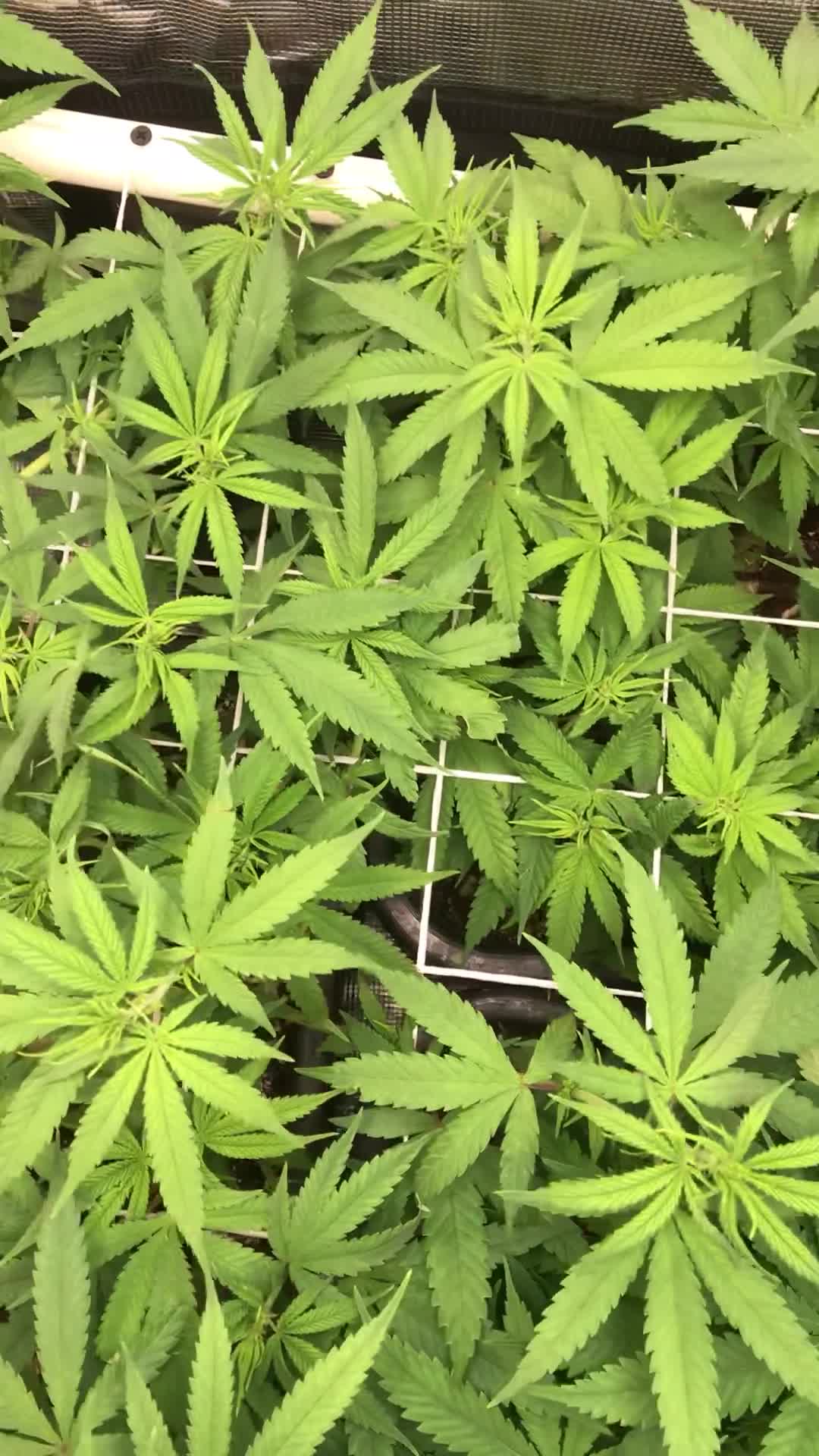 Watch IMG_0800 | Streamable