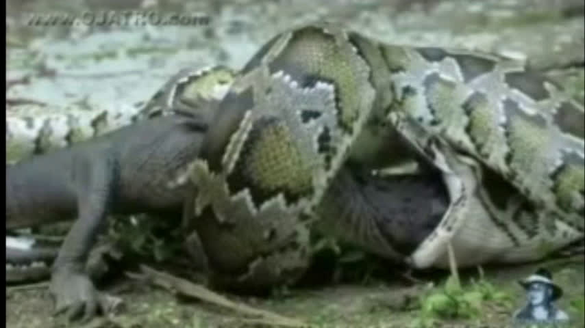 Python eats an Alligator alive