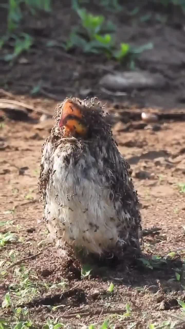 Watch rapidsave.com_ant_bath-fa1dr74z9r2e1 | Streamable