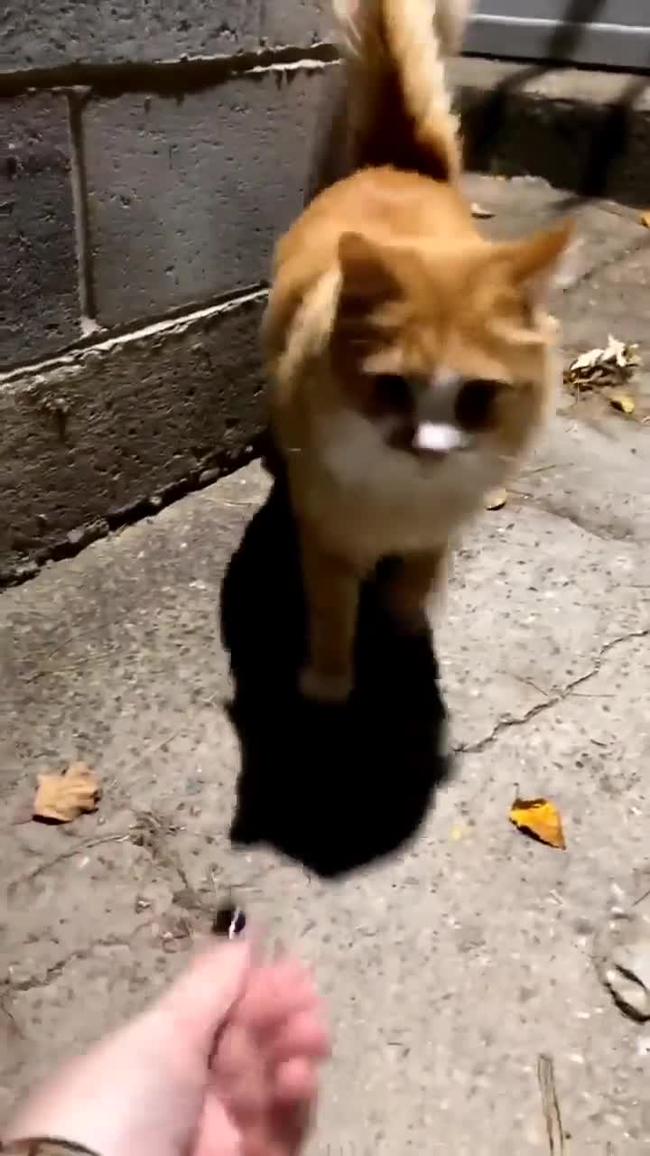 Watch rapidsave.com_what_an_adorable_cat-07jfswnmabrc1 | Streamable