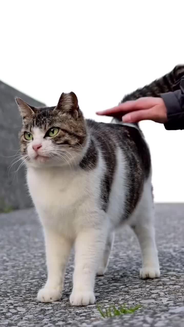 Watch https://www.instagram.com/p/DH69I5Tzq6n/ | Streamable