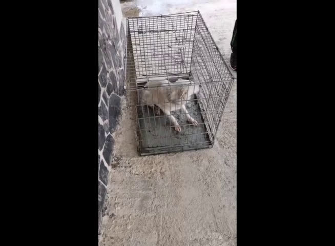 Kola Kariola, la Zoo Turda, pentru recuperarea cățelușei abuzate sexual!
