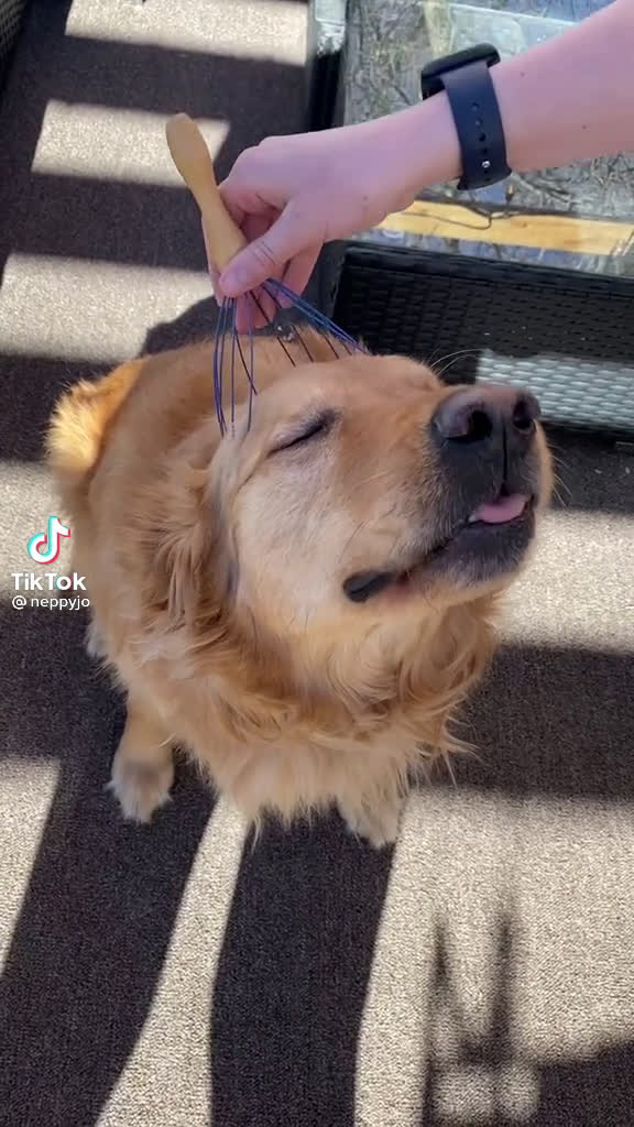 Dog enjoying a head massage