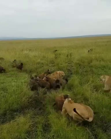 Lioness power! (Video by @chekaphotosafaris)