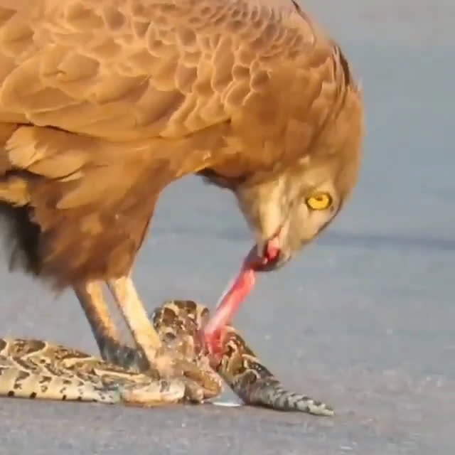 Eagle eating a snake.