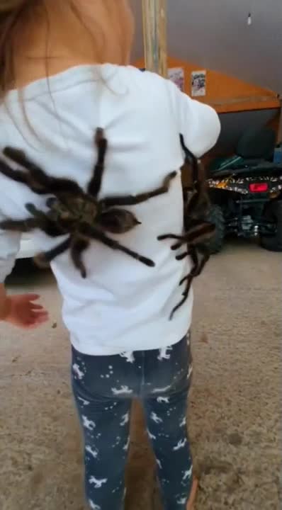 Little Girl playing with massive amazonian spiders - Imgur