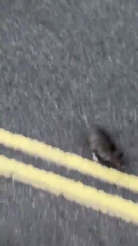 Watch rapidsave.com_a_brawl_between_a_fox_and_a_rat_on_a_sunny_day_in ...