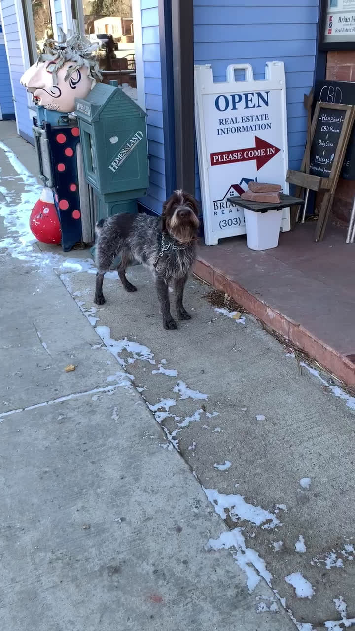 The Barking Dog Cafe