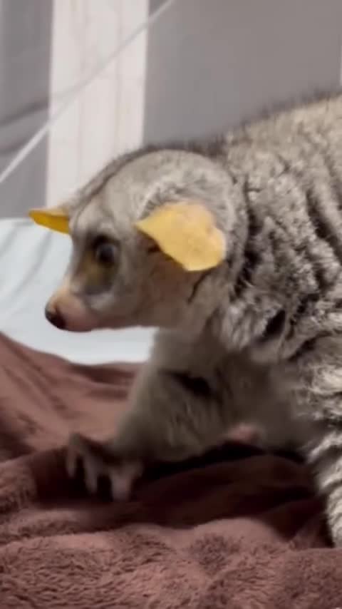 Watch https://www.instagram.com/p/C63gsyfvK9z/ | Streamable