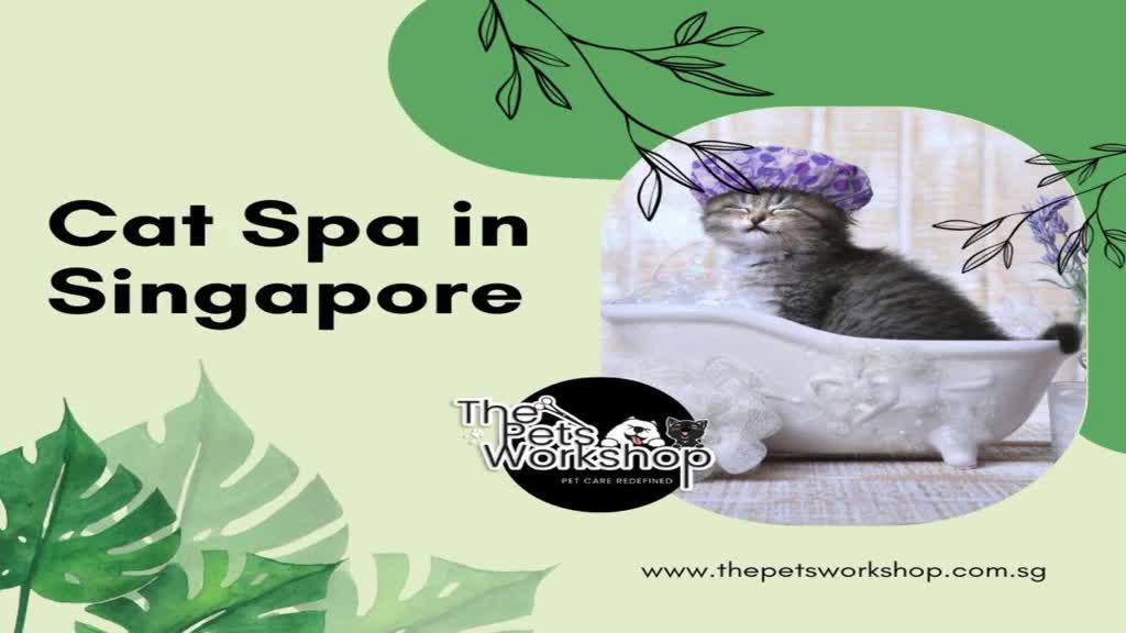 The emergence of cat spas is not just a luxury — The Pets Workshop