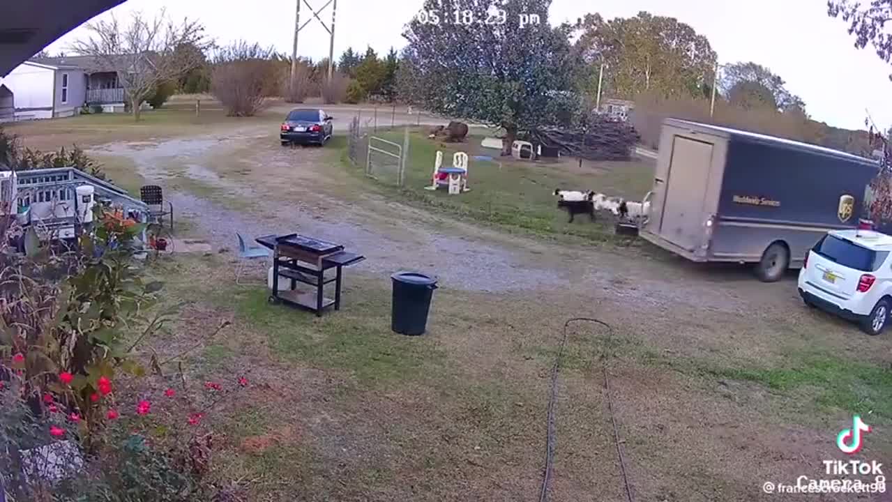 Kozy powiedziały „wszyscy dostajemy zapłatę”