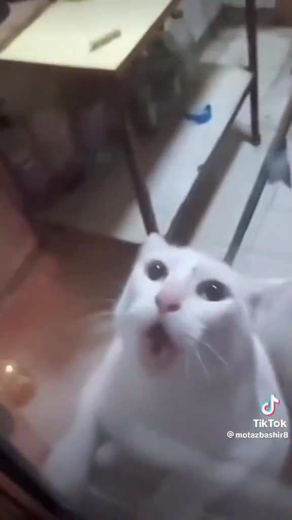 Watch cat scared of rat | Streamable