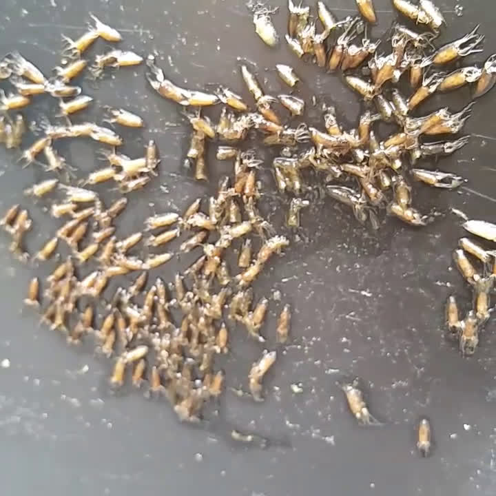 Bug in Shrimp Aquarium