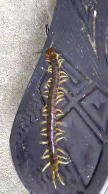 Nz centipede in ma shoe