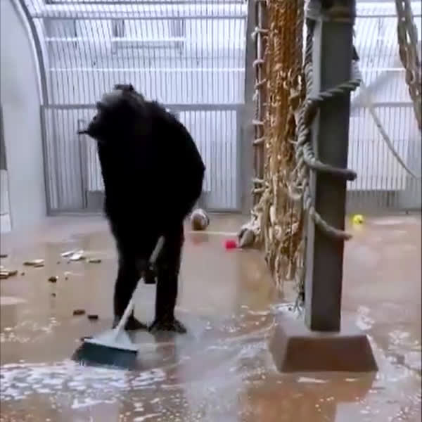 chimpanzee with a broom