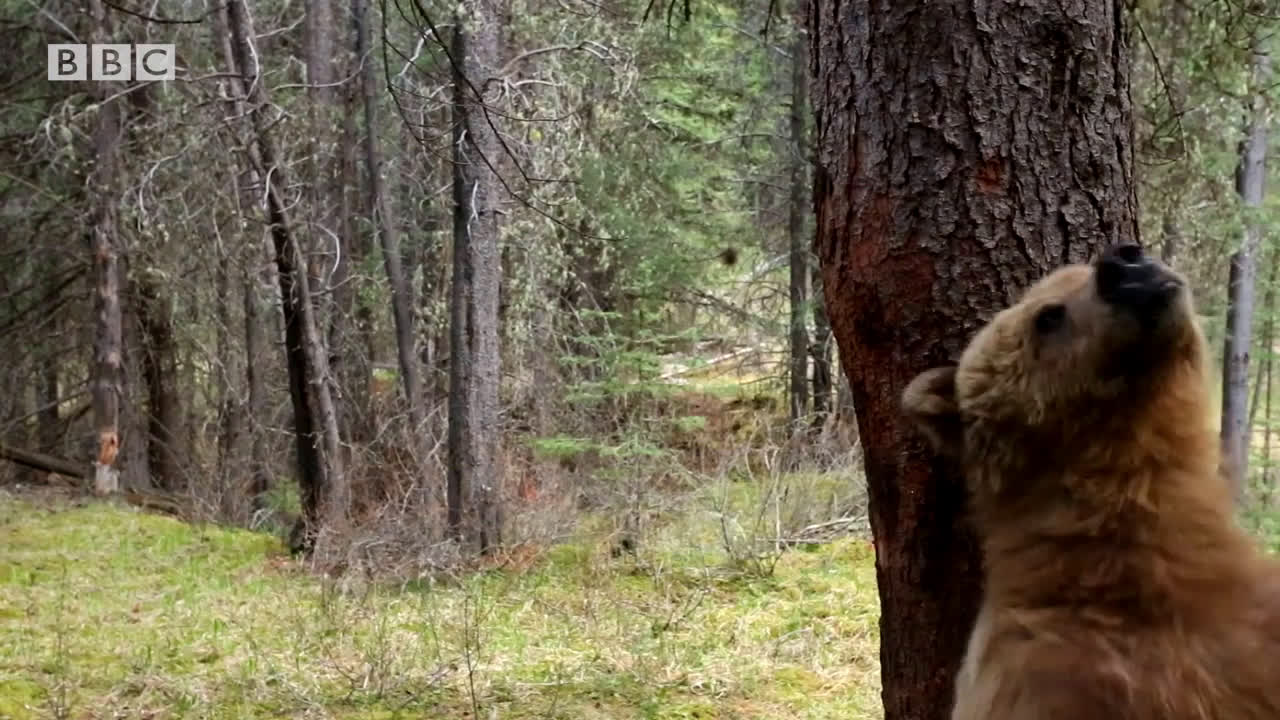 BBC Planet Earth II