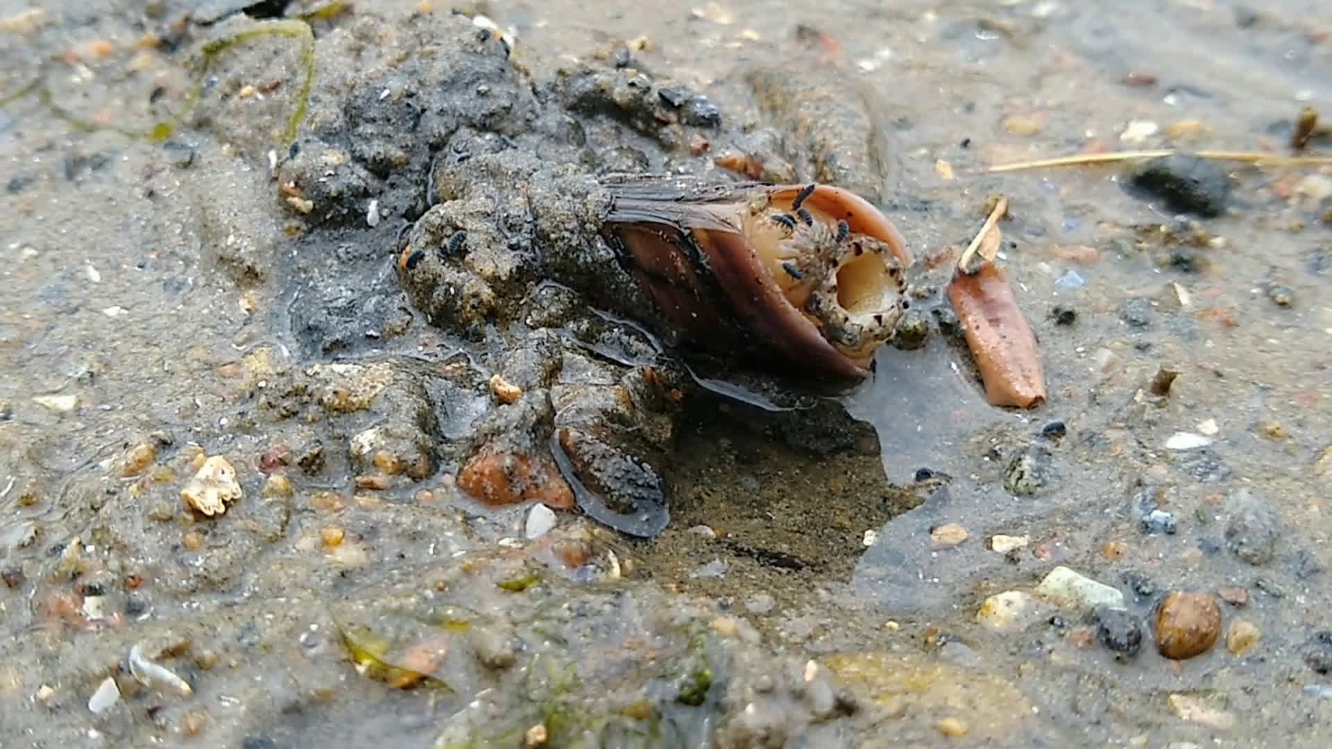 Razor Clam Retreats Into The Mud (time lapse)