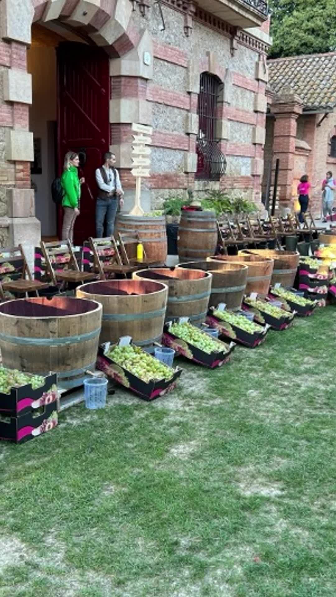 Watch GRAPE STOMPING | Streamable