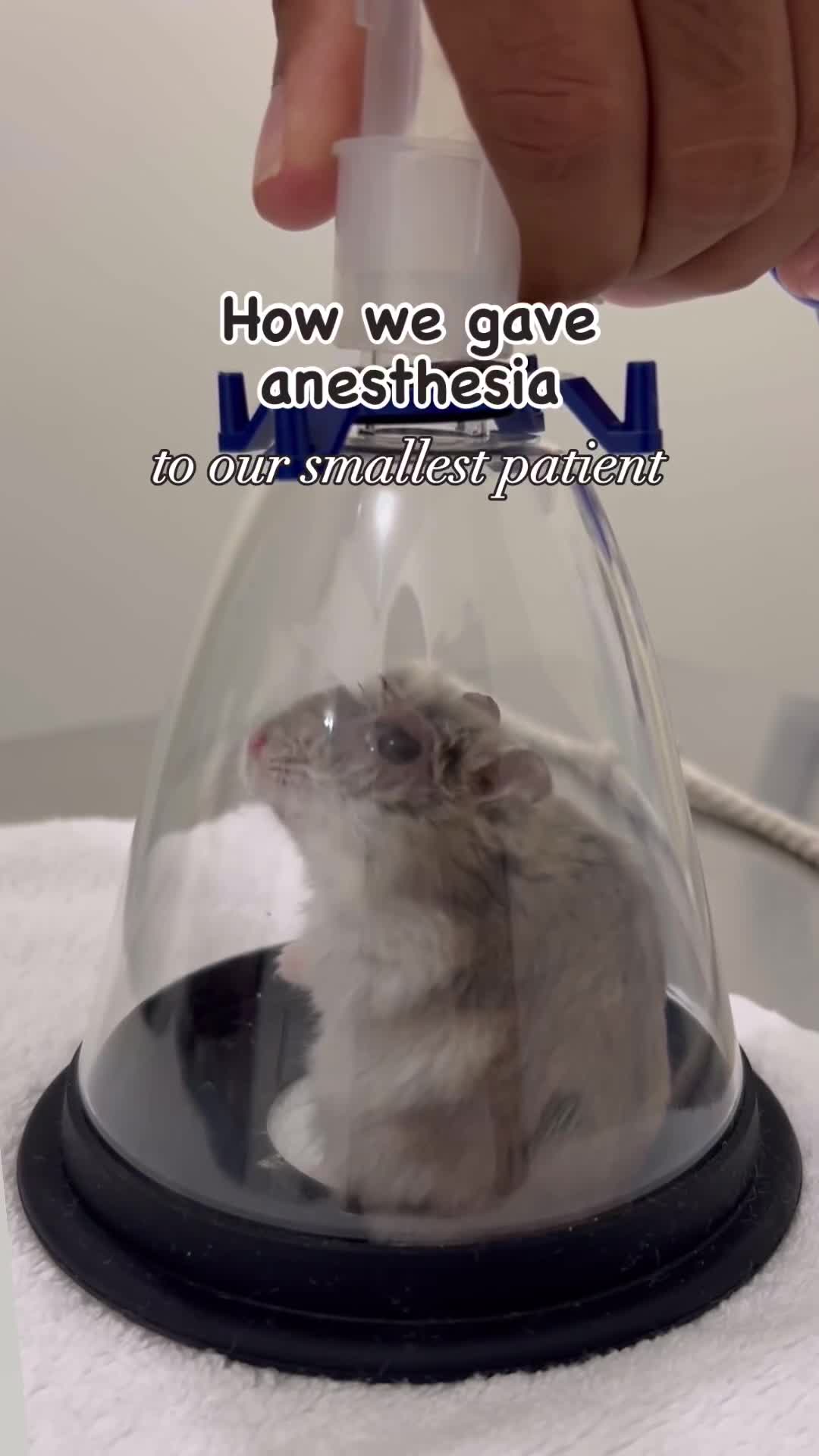 Watch https://www.instagram.com/reel/C7-ckeZyFup/ | Streamable