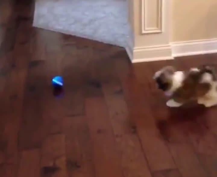 Milo Activation Ball