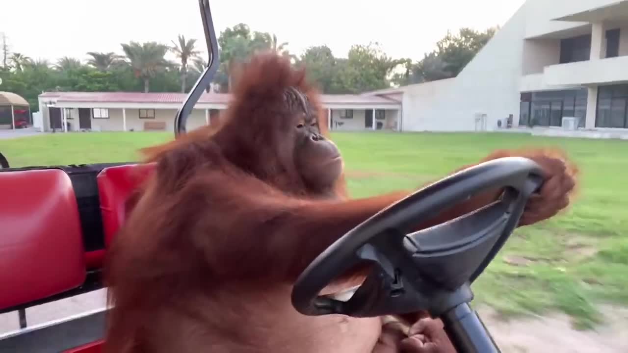 Monkey Orangutan Driving Golf Cart & Ice Cube Cruising