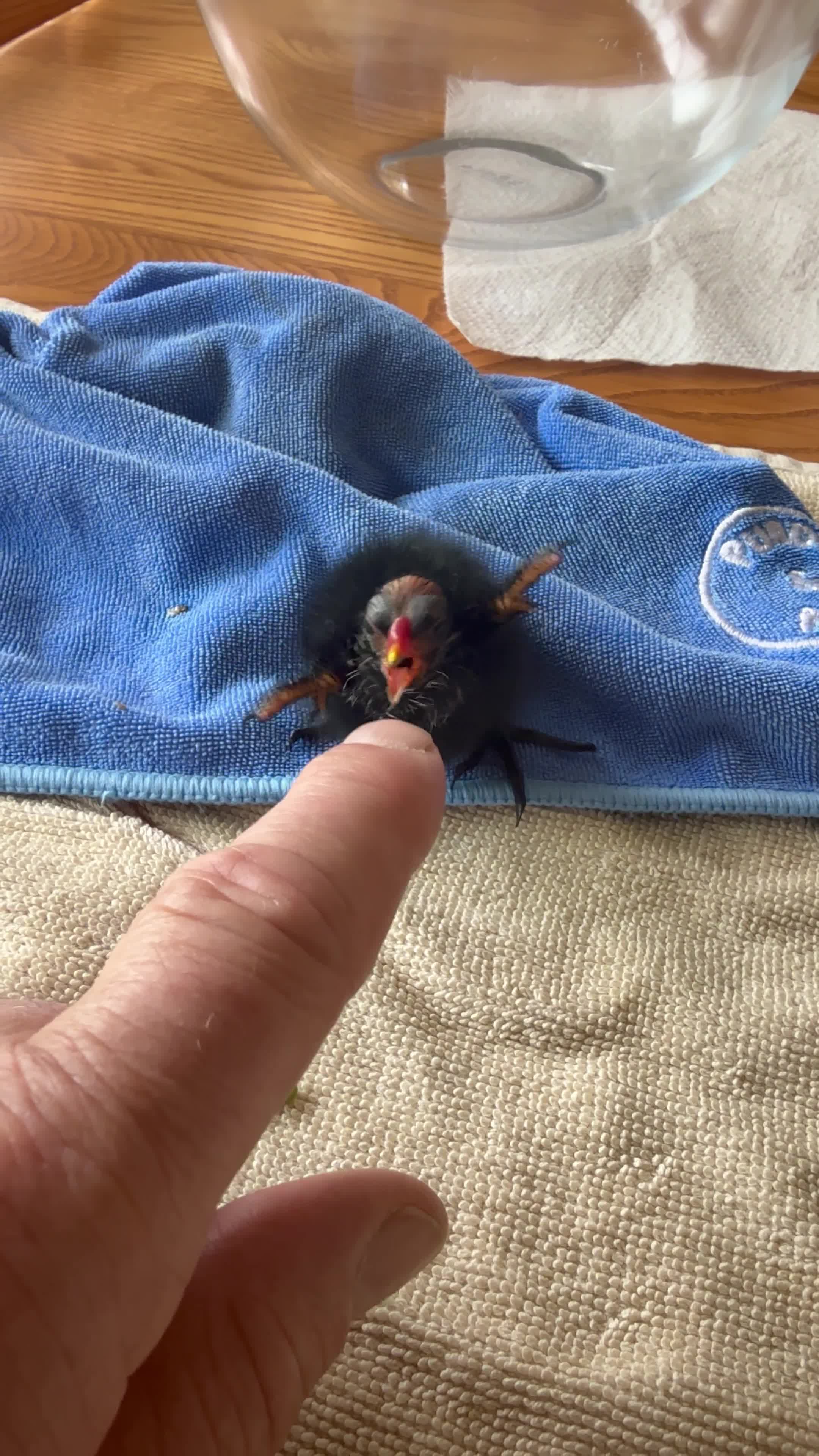 Watch IMG_0741 | Streamable