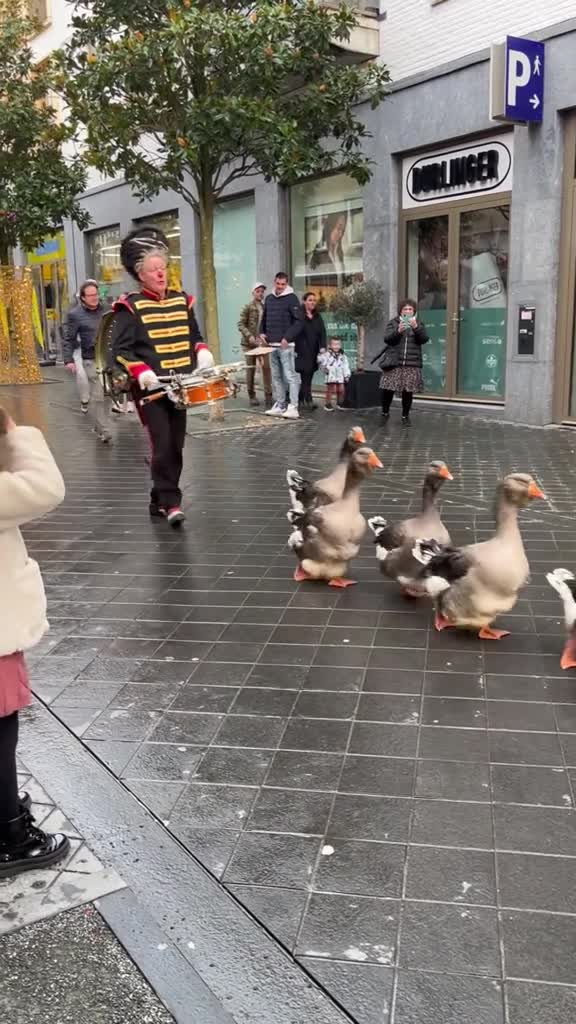 Watch Have you seen a goose parade? 📍#Valkenburg has a daily display ...