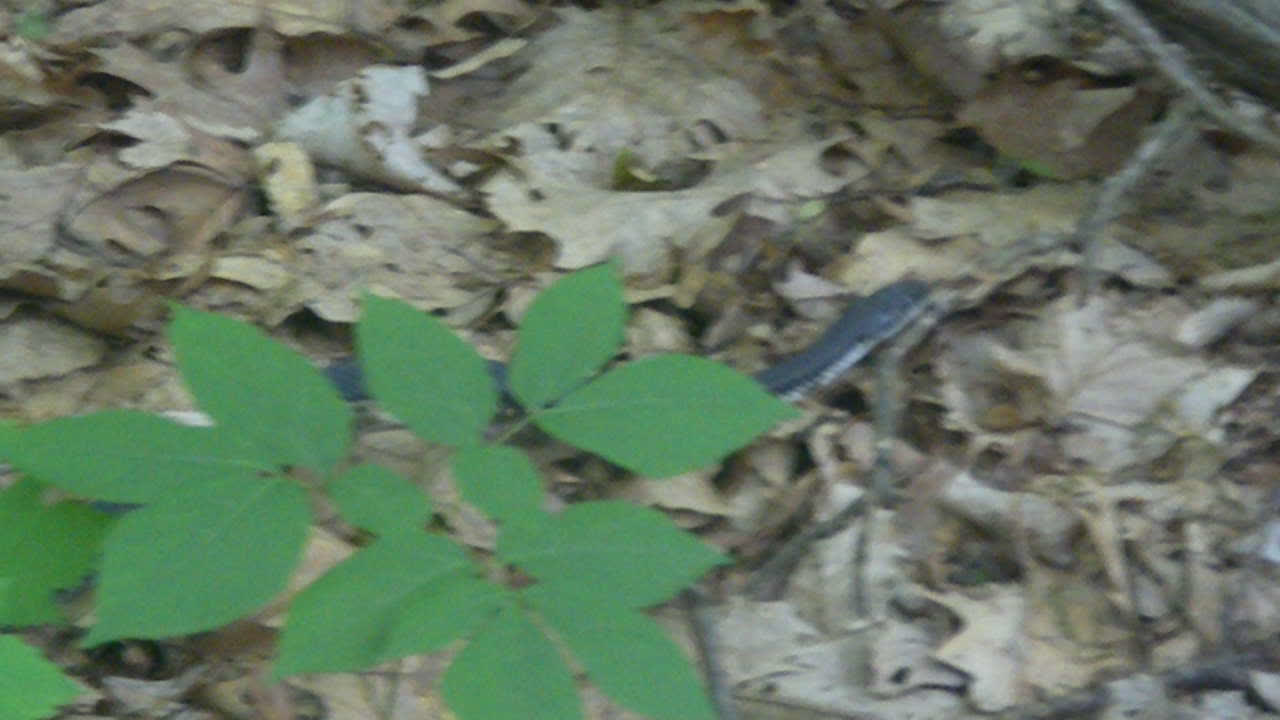 BearSnake
