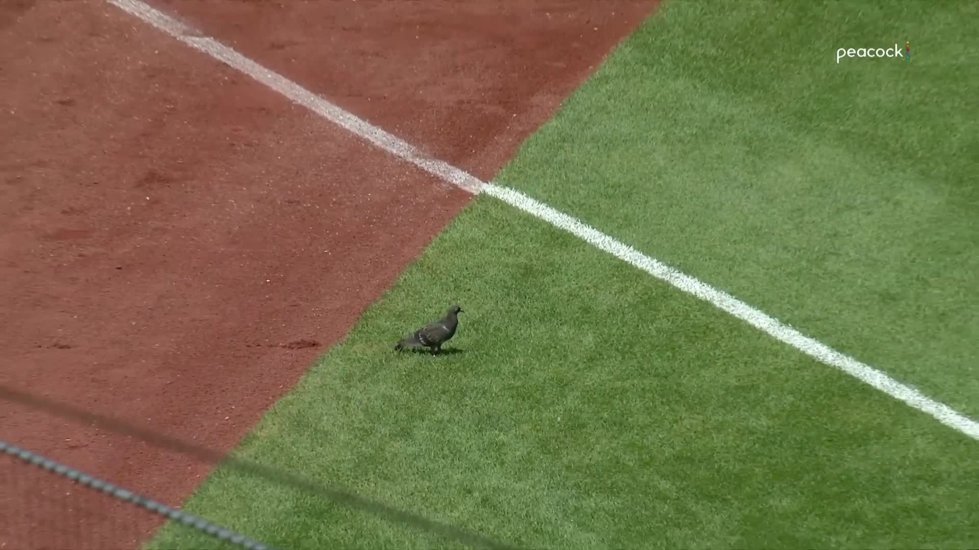 A pigeon takes center stage during Angels @ Mets.