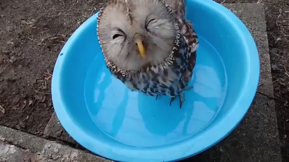 Just a happy owl drinking water