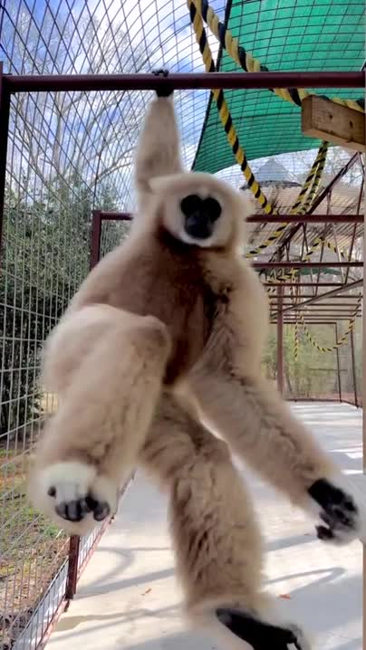 rapidsave.com_gibbons_are_the_only_true_brachiators_other-52mr726pt4sa1